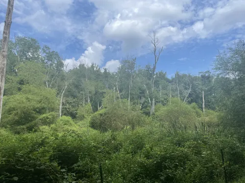 10 Best Walking Trails in Reston | AllTrails