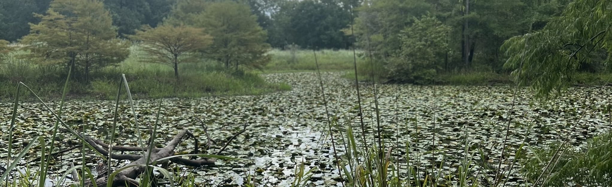 Green Ridge Trail: 838 Reviews, Map - Texas | AllTrails