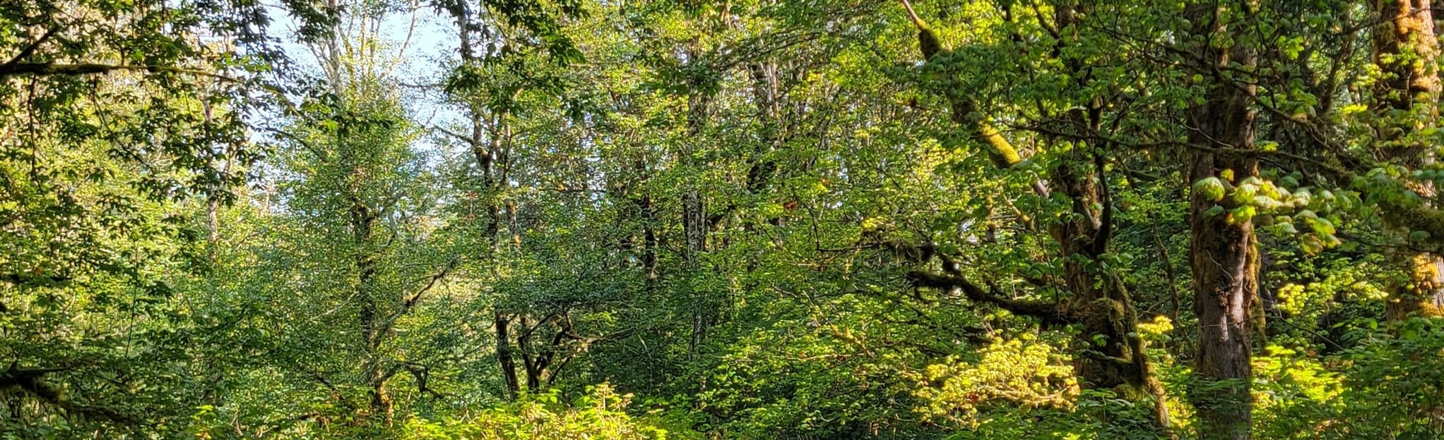West Tiger 3, Talus Rocks, Section Line and Bus Trail Loop: 2.297 fotos ...