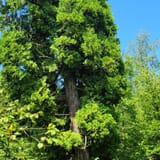 Cove Point Loop to Superior Hiking Trail Loop, Minnesota - 126 Reviews ...