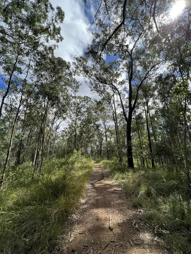 10 Best Moderate Trails in Nerang National Park | AllTrails