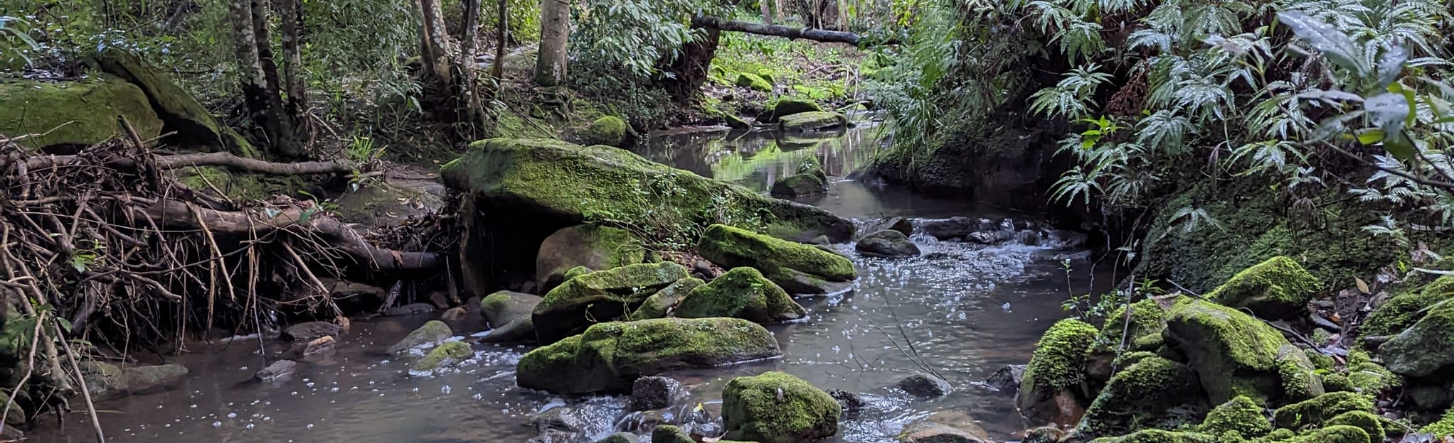 Byles Creek and Devlins Creek via Pennant Hills: 21 Reviews, Map - New ...