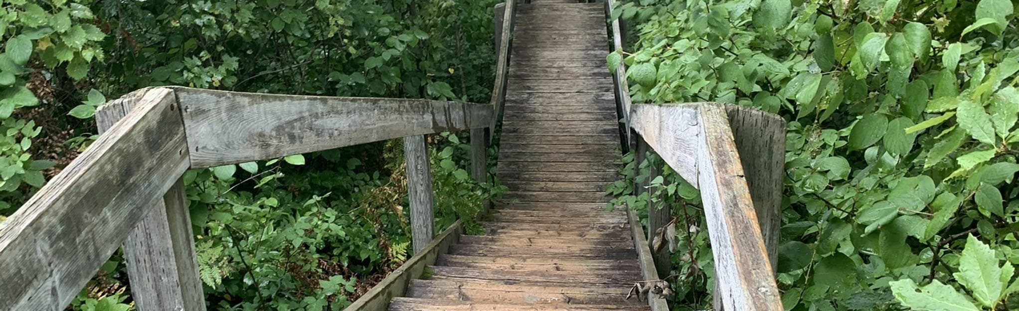 Sassafras Trail Loop | Map, Guide - Ontario, Canada | AllTrails