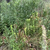 Pitcher Plant Trail, Texas - 239 Reviews, Map | AllTrails