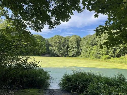 10 Best Forest Trails in Boston | AllTrails