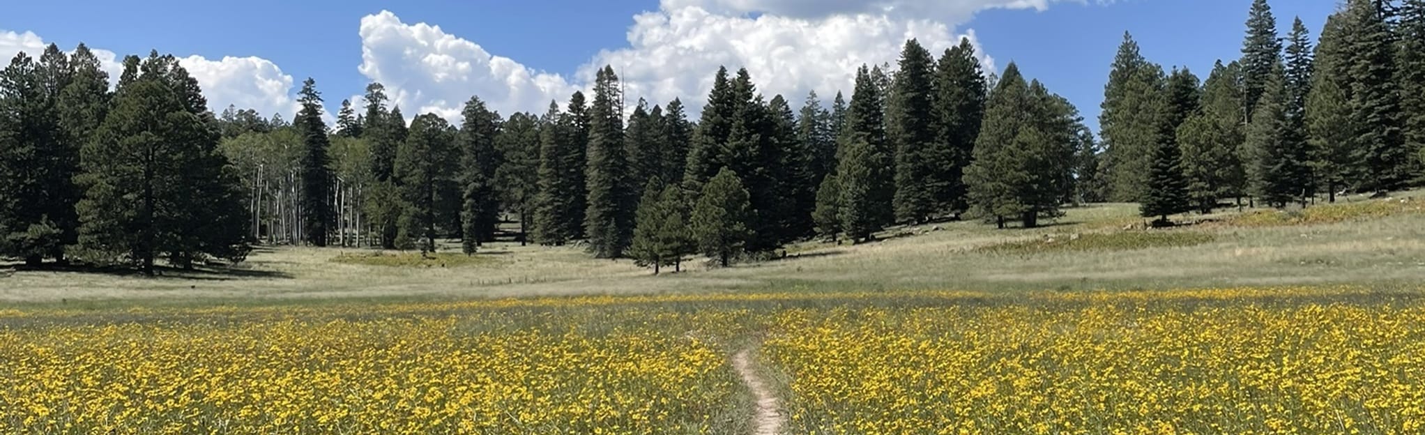 Dry Lakes Vista to Jedi, Arizona - 19 Reviews, Map | AllTrails