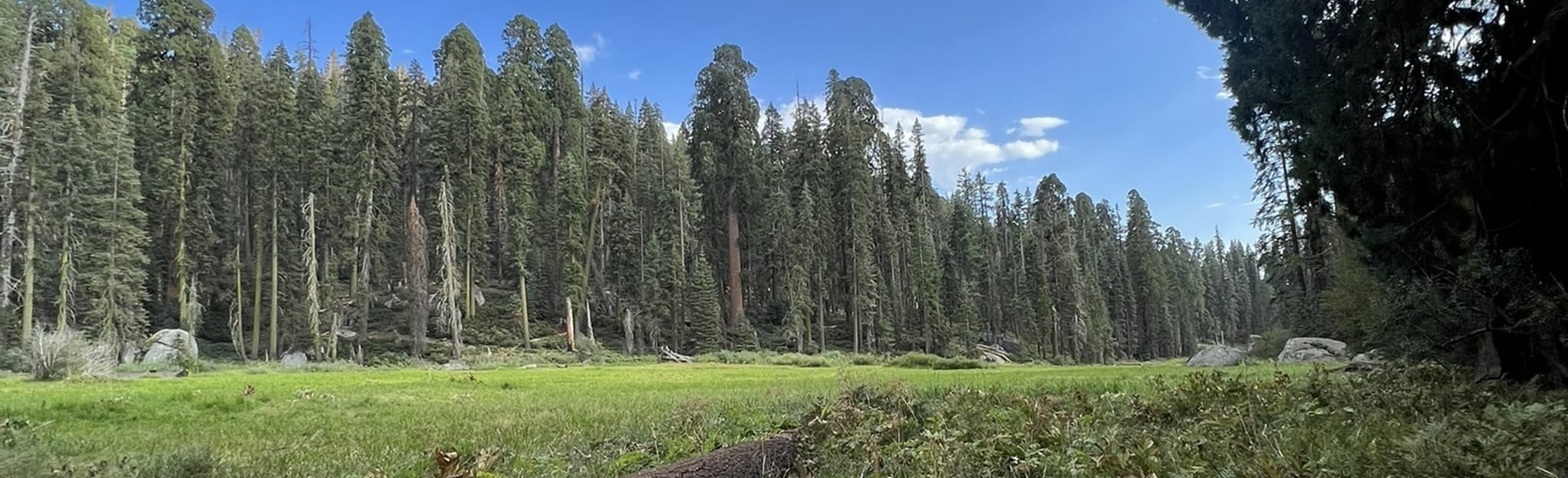 Sherman Tree, Congress, Circle Meadow, Washington Tree, Tharp's Log ...
