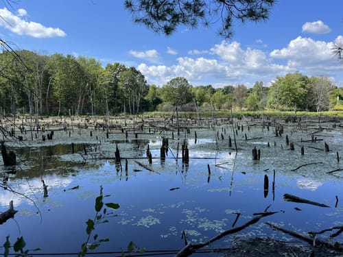 2023 Best Easy Trails in Assabet River National Wildlife Refuge | AllTrails