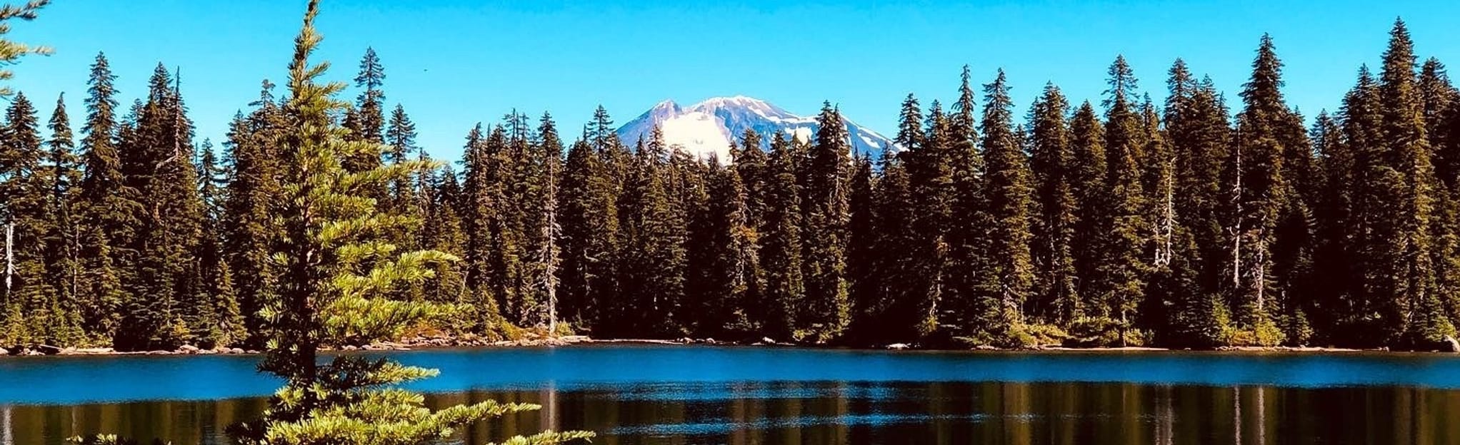 Indian Heaven Trail #33, Washington - 155 Reviews, Map | AllTrails