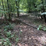 Lenape Trail , New Jersey - 496 Reviews, Map | AllTrails