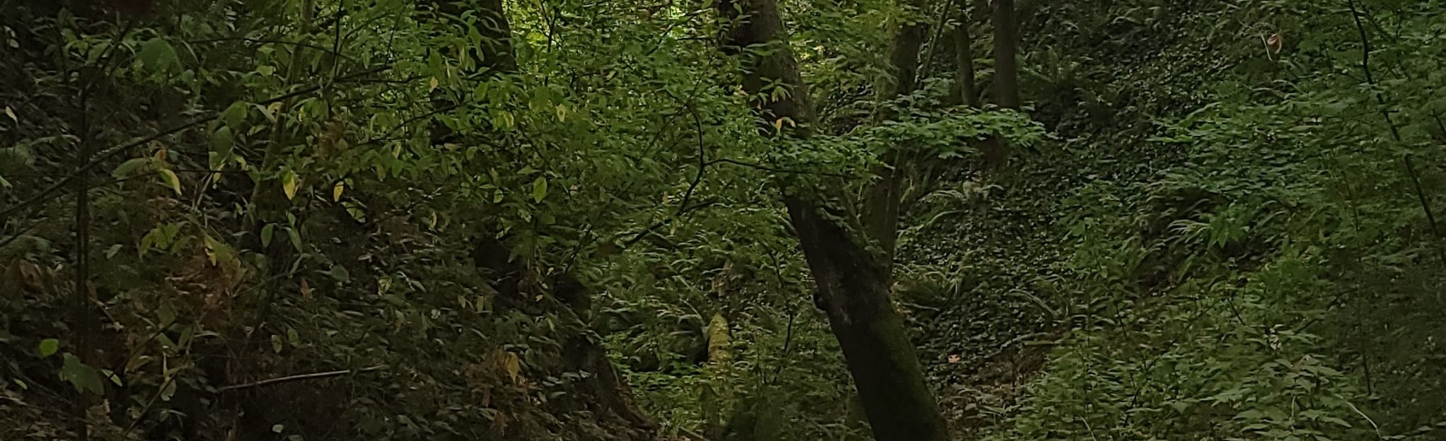 Garfield Ravine Trail, Washington - 125 Reviews, Map | AllTrails