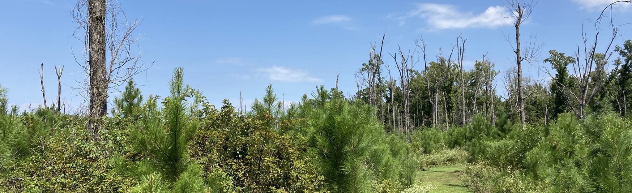 Atlanta Arrowhead Trail | Map, Guide - Texas | AllTrails