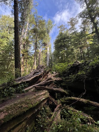 Best 10 Hikes and Trails in Pacific Rim National Park Reserve | AllTrails