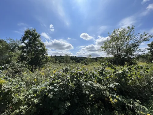 Best Hikes and Trails in Lowden-Miller State Forest | AllTrails