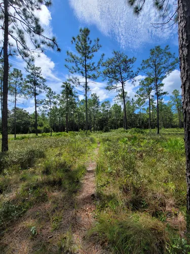 Best Hikes and Trails in Green Swamp Wildlife Management Area | AllTrails