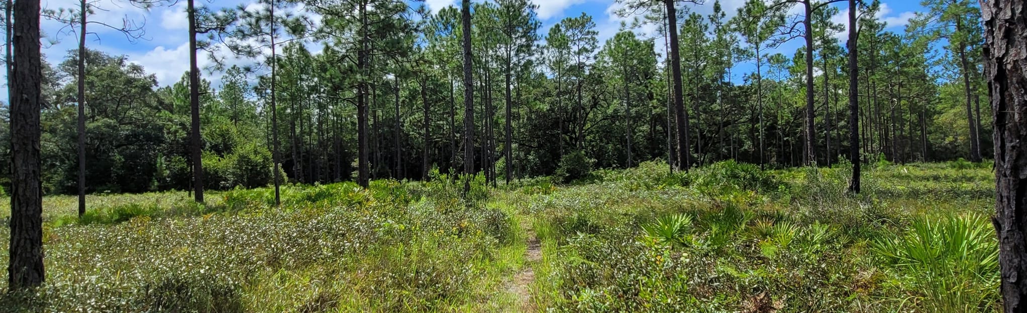Green Swamp West Loop, Florida - 160 Reviews, Map | AllTrails