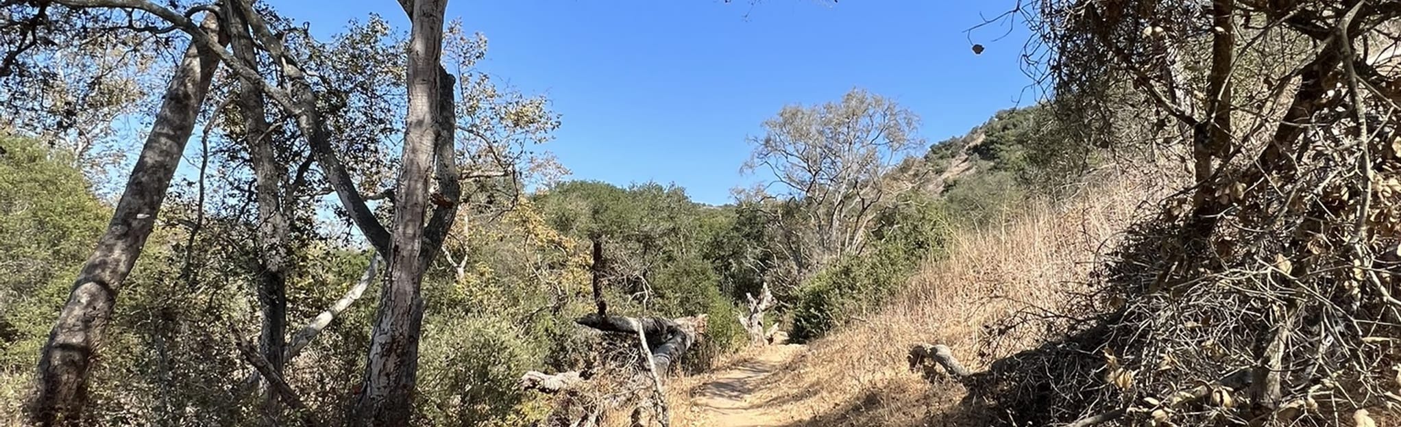 Rose Canyon Loop: 331 Reviews, Map - California | AllTrails