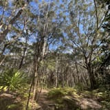 Stanwell Tops, New South Wales, Australia - 30 Reviews, Map | AllTrails