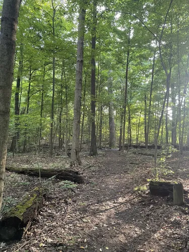 2023 Best Forest Trails in Wolf Run Regional Park | AllTrails