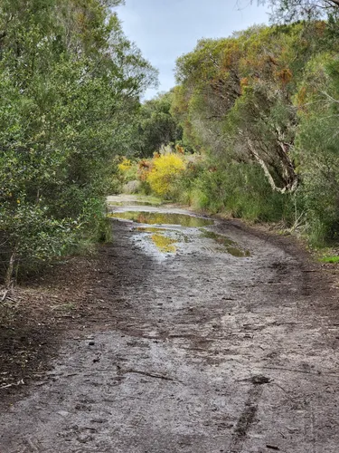 Best Hikes and Trails in Paganoni Swamp Reserve | AllTrails