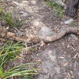 Bundanoon Showcase Loop, New South Wales, Australia - 9 Reviews, Map ...