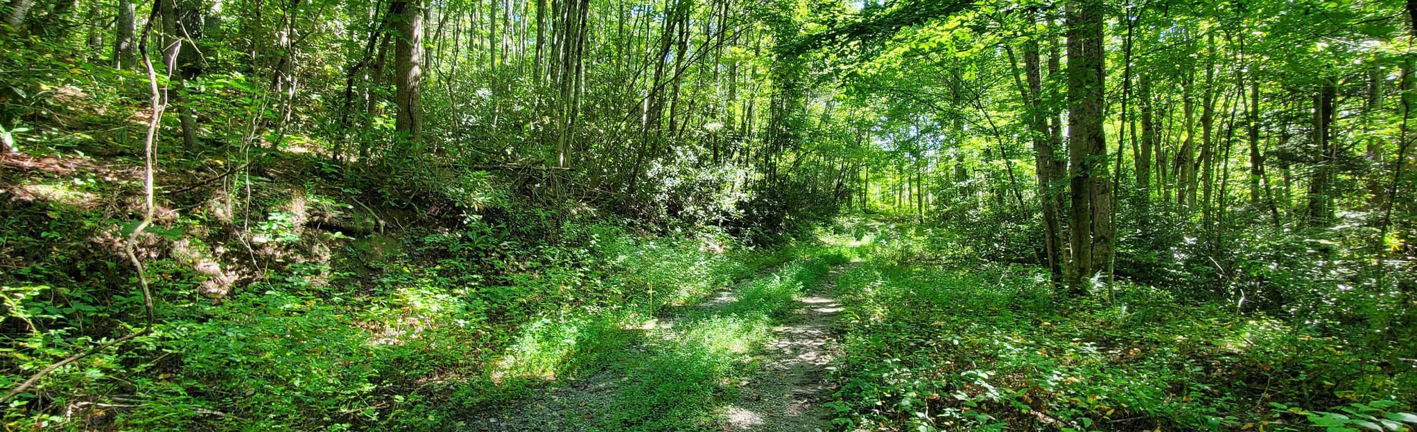 Jenkins Mountain (FS 53102): 48 Reviews, Map - Tennessee | AllTrails