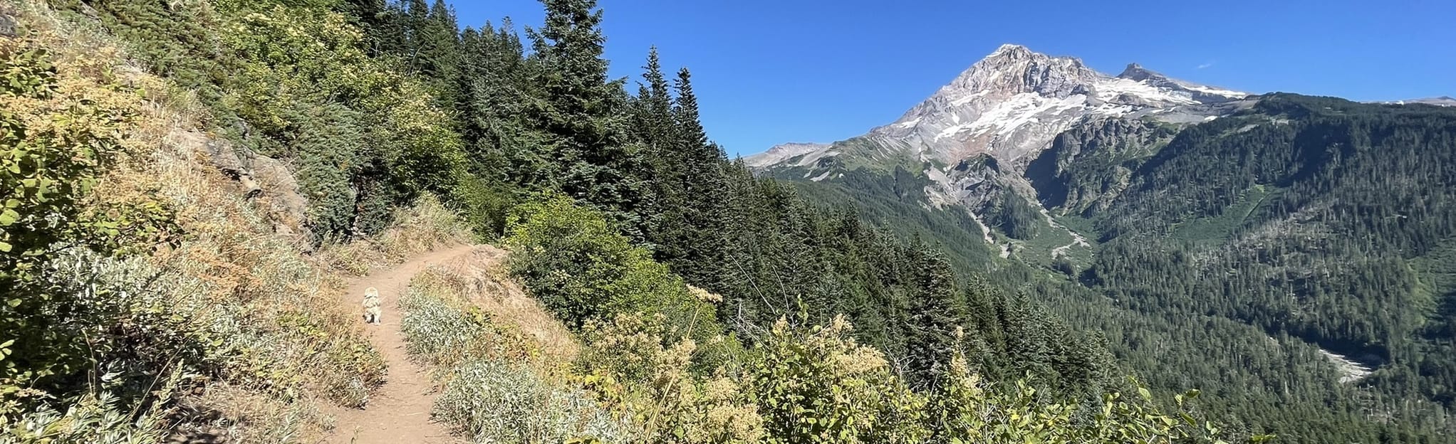 Top Spur and Timberline Trail Loop: 534 Reviews, Map - Oregon | AllTrails