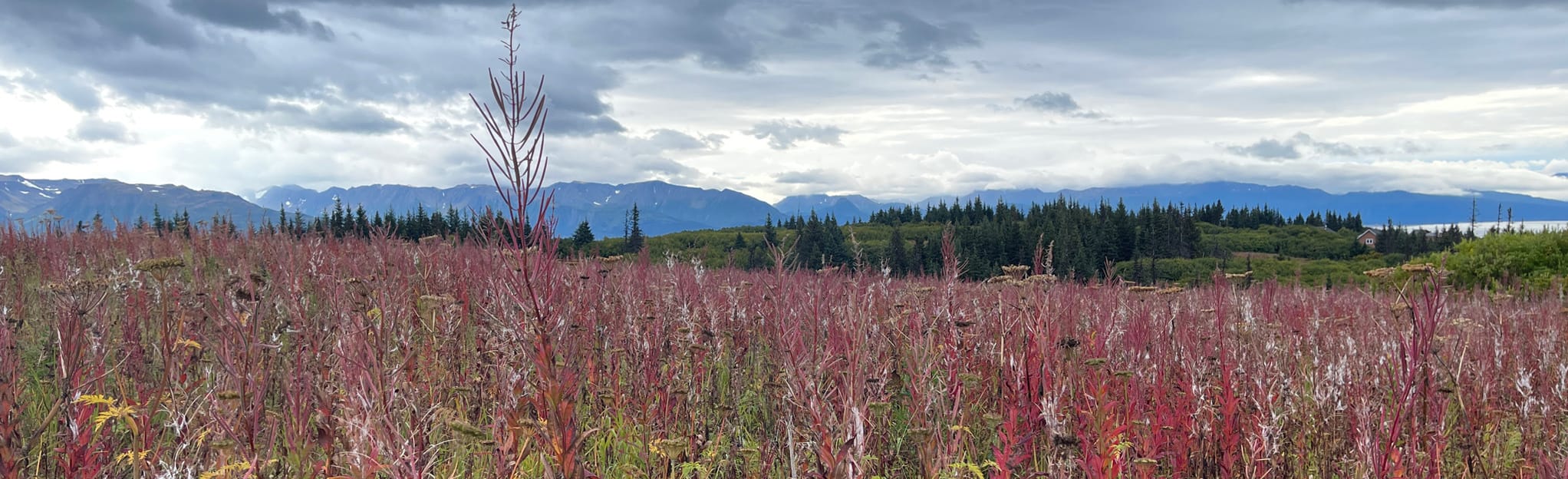 Alpine Meadow Trail, Alaska - 111 Reviews, Map | AllTrails