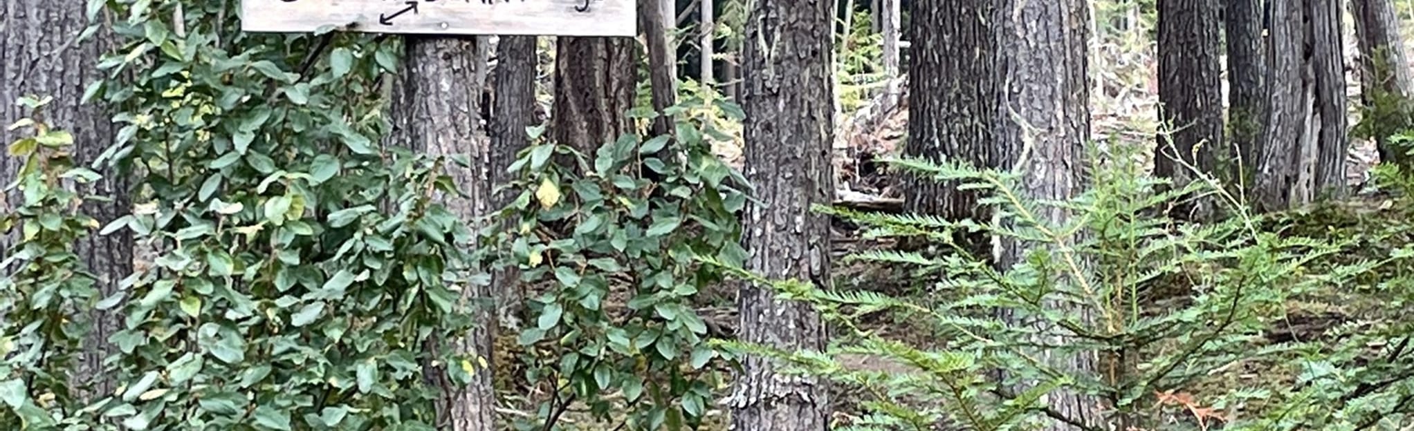 Destiny Ridge and Bjerkness Loop: 4 Reviews, Map - British Columbia ...