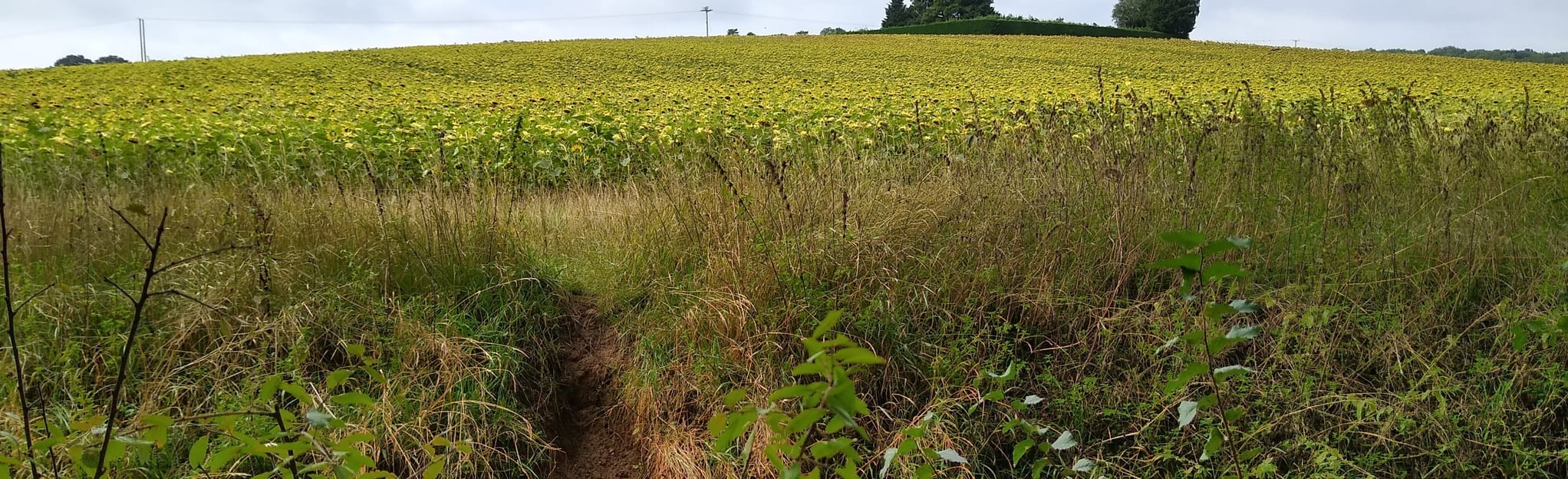Chicksands Bike Park, Bedfordshire, England - 18 Reviews, Map | AllTrails