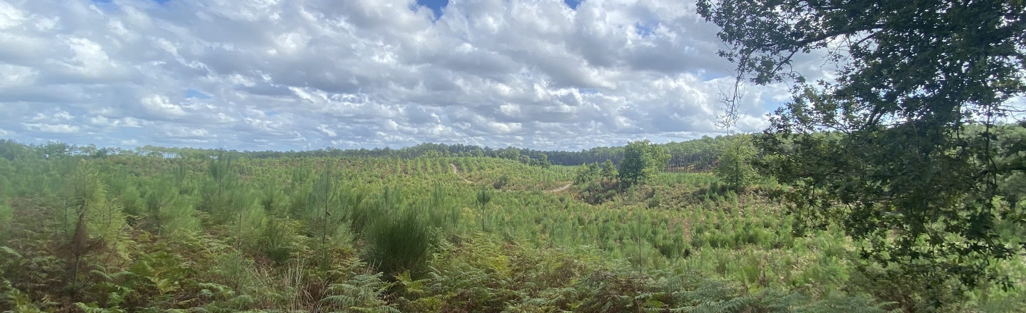 In Soustons, circuit to discover the forest - Small loop: 17 fotos ...