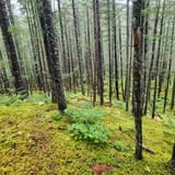 Two Lakes Trail, Alaska - 380 Reviews, Map | AllTrails
