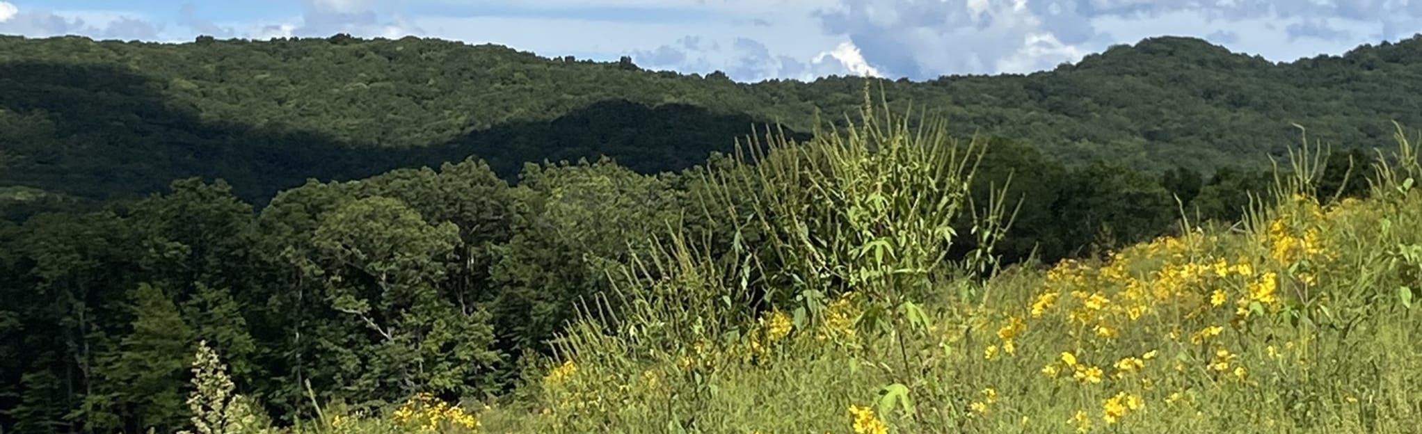 Ride Royal Blue OHV Trail, Tennessee - 94 Reviews, Map | AllTrails