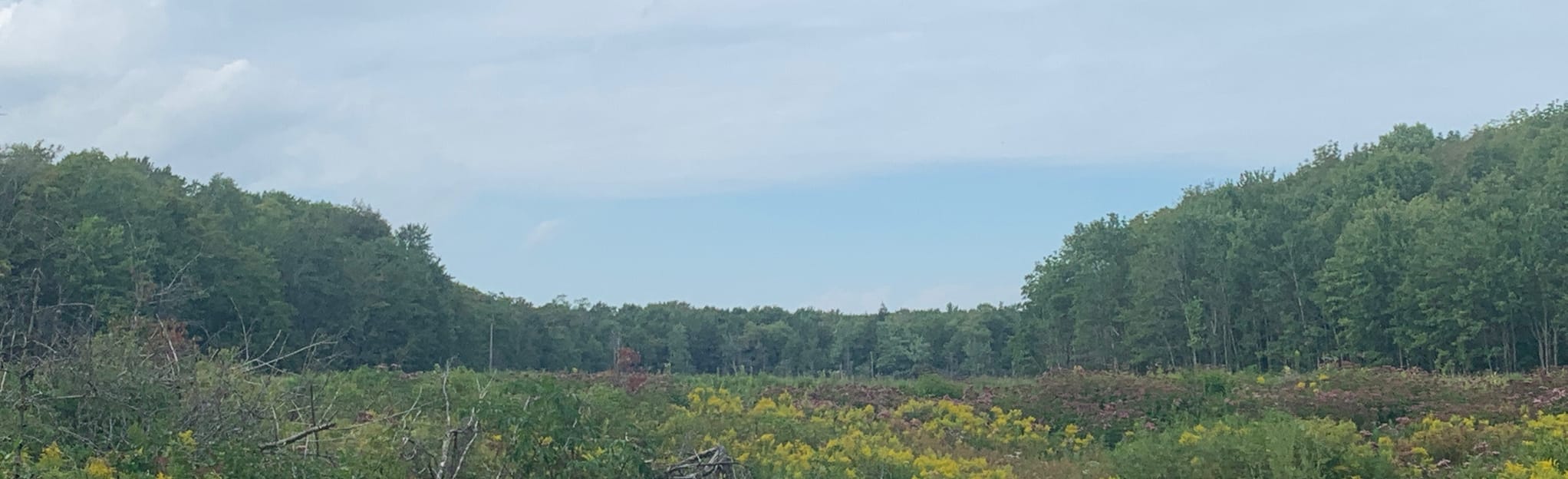 Heiberg Memorial Forest Trail: 44 Reviews, Map - New York | AllTrails