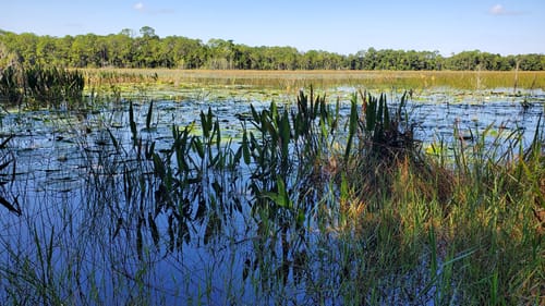 Best Hikes and Trails in Lake Proctor Wilderness Area | AllTrails