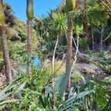 Pararaha Coastal Track to Pararaha Valley [CLOSED], Auckland, New ...