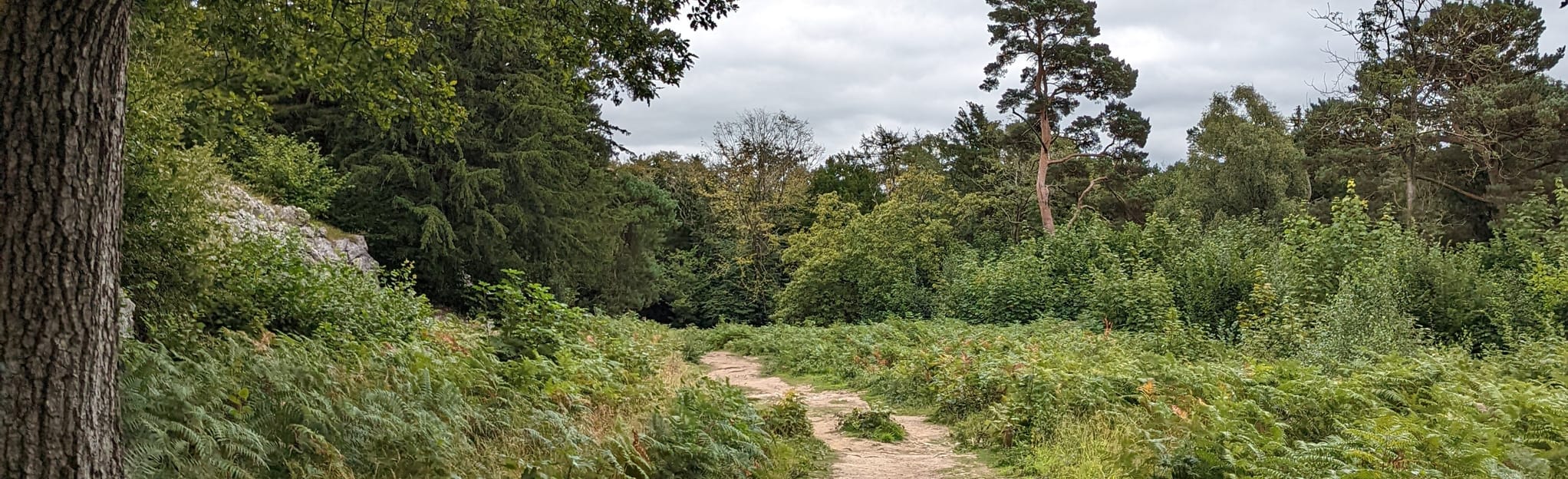 Eaves Wood Circular, Lancashire, England - 18 Reviews, Map | AllTrails