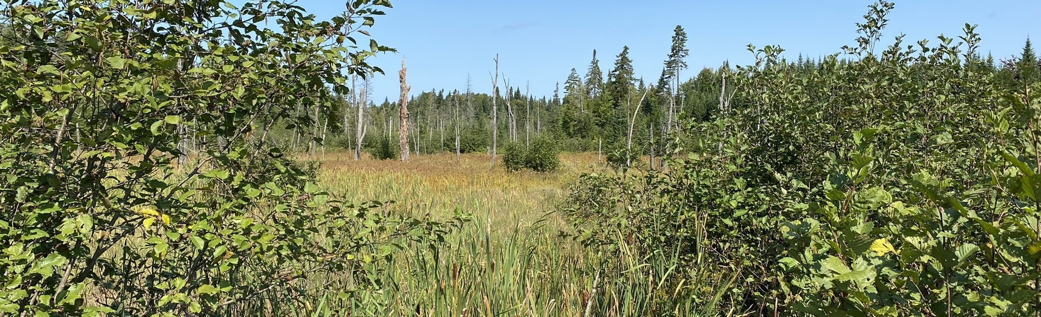 Brossard Loop, Quebec, Canada - 12 Reviews, Map | AllTrails