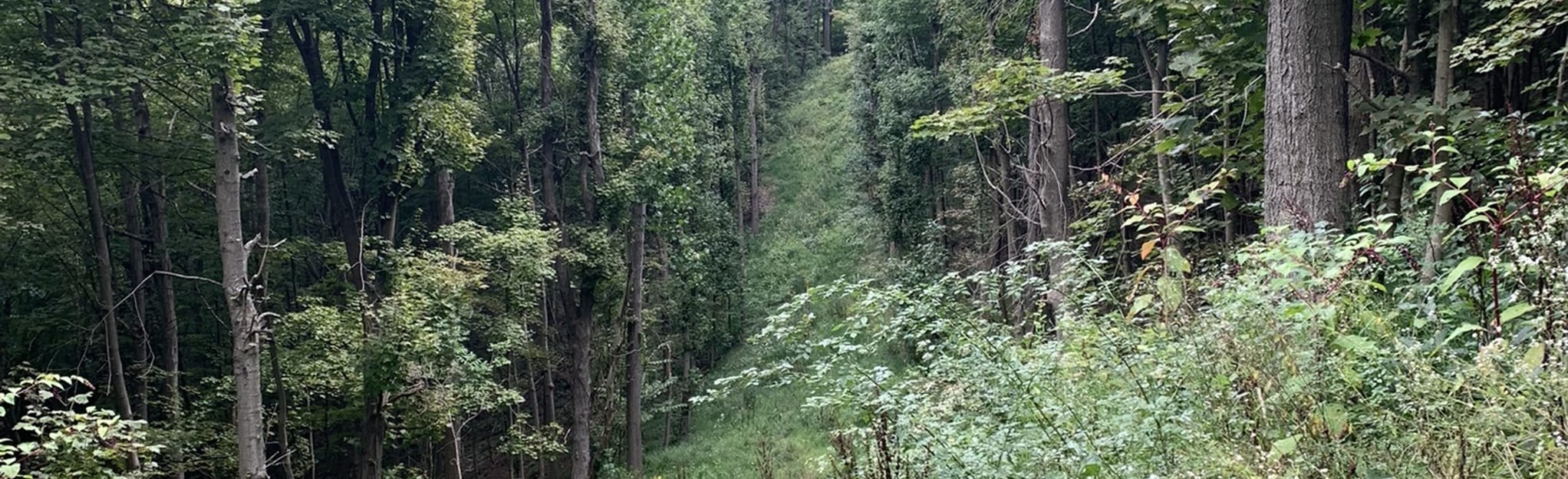 Duff Park Loop: 206 Reviews, Map - Pennsylvania | AllTrails