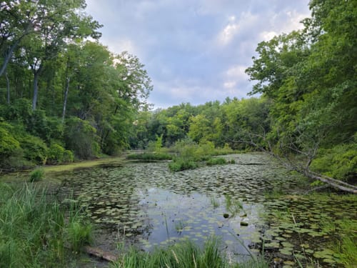 2023 Best Forest Trails in Pinehurst Lake Conservation Area | AllTrails