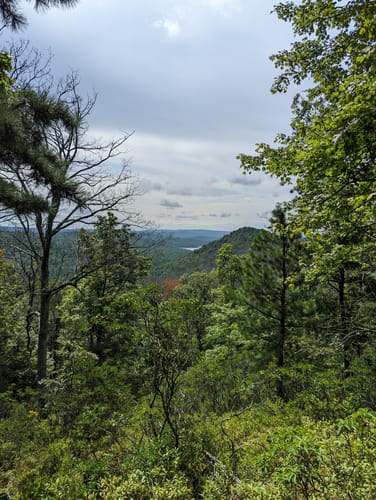 Best 10 Hikes and Trails in Michaux State Forest | AllTrails