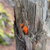 Devil’s Back Trail, Maine - 321 Reviews, Map | AllTrails