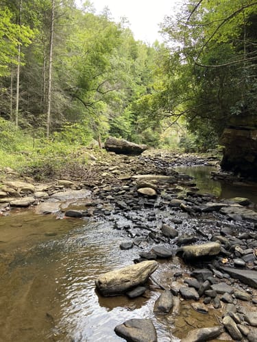 2023 Best Forest Trails in Strunk | AllTrails