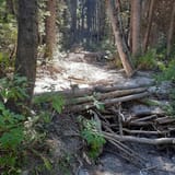 Silver Fork Trail, Utah - 133 Reviews, Map | AllTrails
