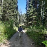 Silver Fork Trail, Utah - 133 Reviews, Map | AllTrails