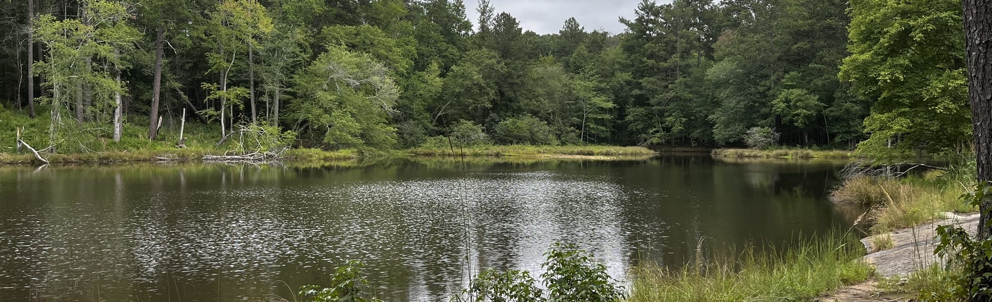 Forest and Mile Rock Loop Trail: 553 Reviews, Map - Georgia | AllTrails