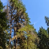 Cedars Mill Trail, British Columbia, Canada - 724 Reviews, Map | AllTrails