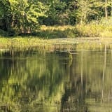 Arcadia Trail Loop, Rhode Island - 279 Reviews, Map | AllTrails