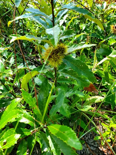 Best Hikes and Trails in Branan Field Wildlife and Environmental Area ...