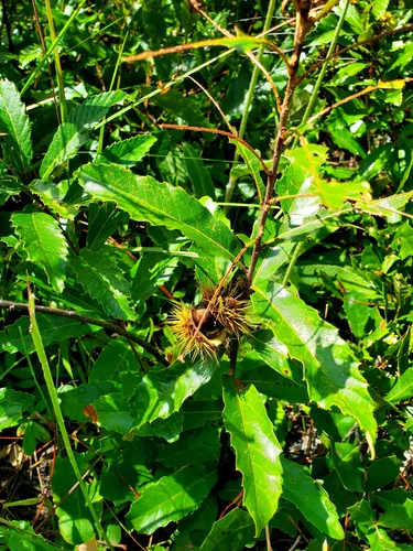 Best Hikes and Trails in Branan Field Wildlife and Environmental Area ...